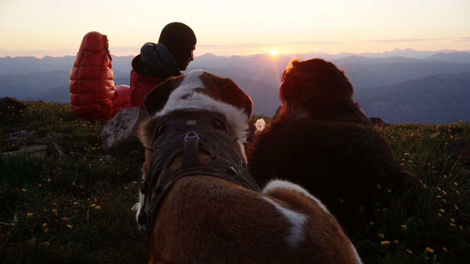 Mount of the Holy Cross Summit With Dogs - REI Blog