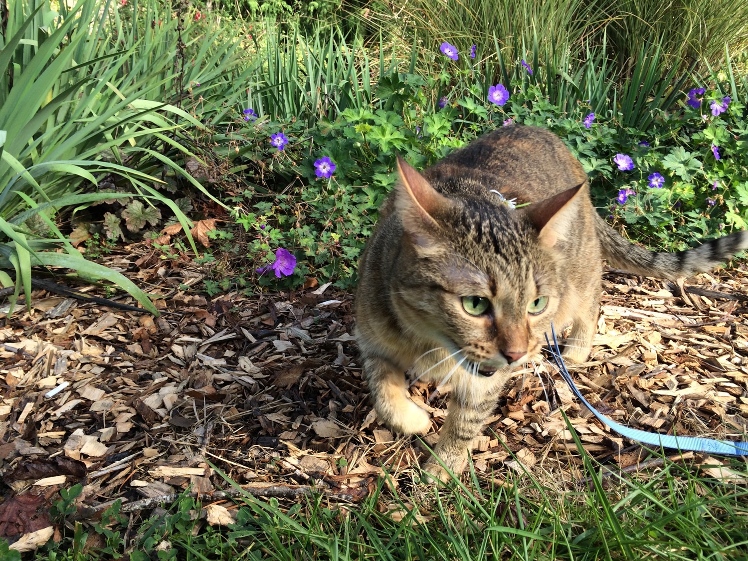 How to Get Your Adventure Cat Ready for the Trail | REI Co-op Journal