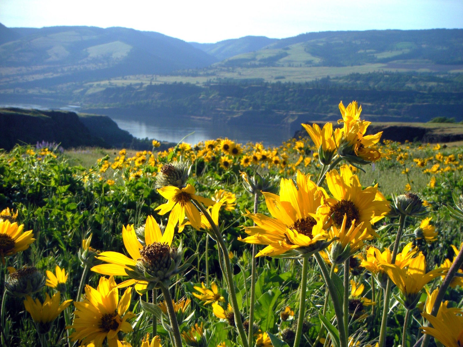 The Best Trail to See Oregon's High Desert Wildflowers | REI Co-op Journal