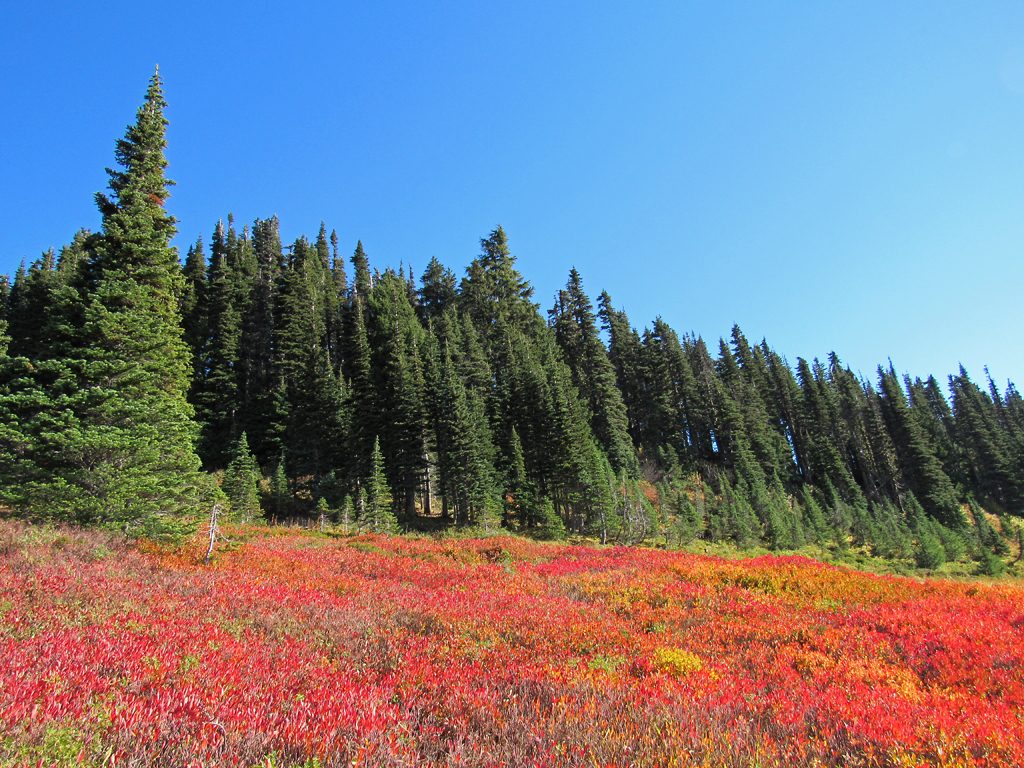 Where to See the Best Fall Foliage in the Pacific Northwest | REI Co-op Journal