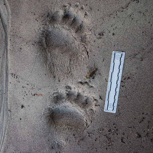 Quiz: Can You Identify These Animal Tracks? - Uncommon Path – An REI Co ...