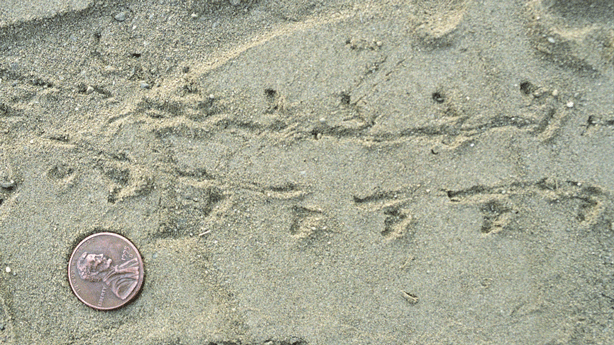 Quiz: Can You Identify These Animal Tracks? - Uncommon Path – An REI Co ...