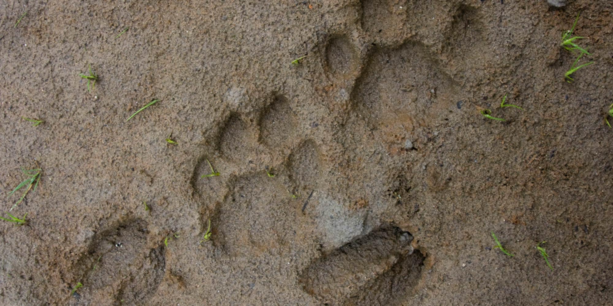 Quiz Can You Identify These Animal Tracks Uncommon Path An REI Co Quiz Can You Identify These Animal Tracks Uncommon Path An REI Co