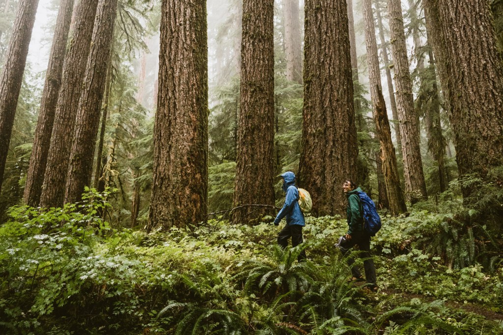What Are Old-Growth Forests? - Uncommon Path – An REI Co-op Publication