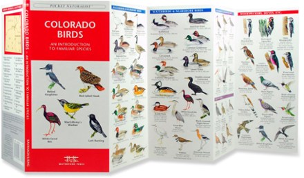 Colorado Birds - An Introduction to Familiar Species | REI Co-op