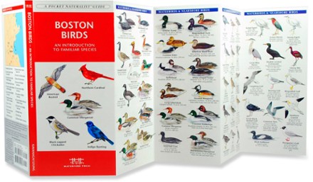 Boston Birds - An Introduction to Familiar Species | REI Co-op